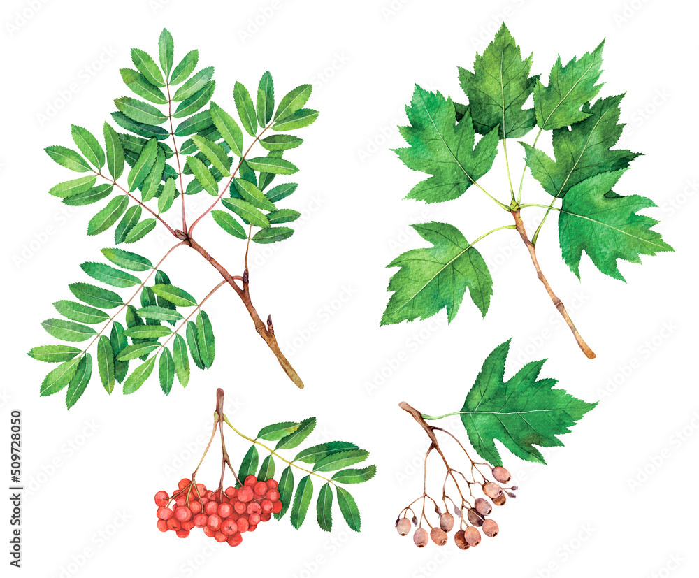 Watercolor rowan and wild service tree branches and fruits. Sorbus ...