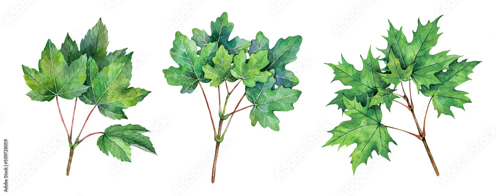 Watercolor maple branches. Sycamore maple, norway maple, field maple ...