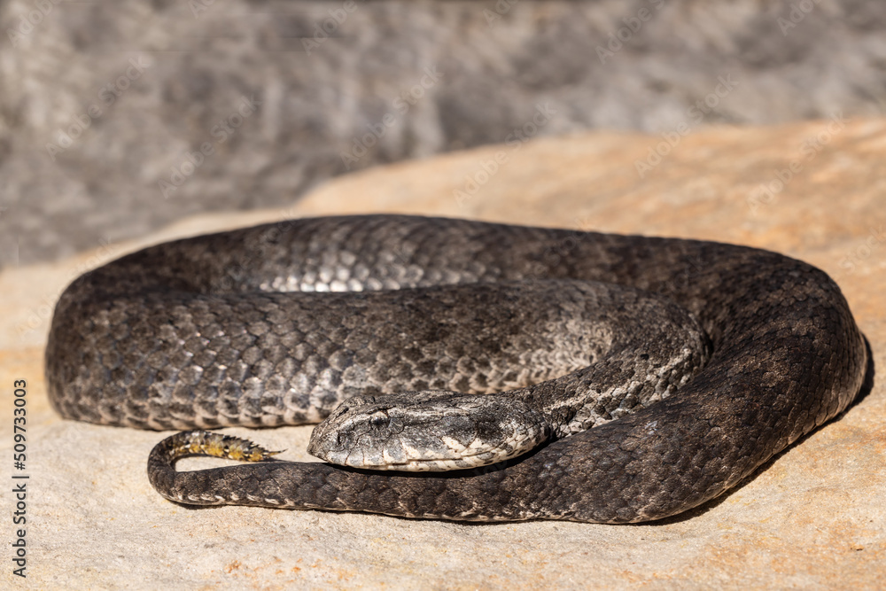 Australian Common Death Adder showing lure at tip of tail (Acanthophis ...