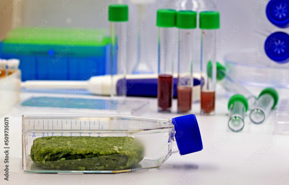 Meat production from vegetables in the biotechnology laboratory ...