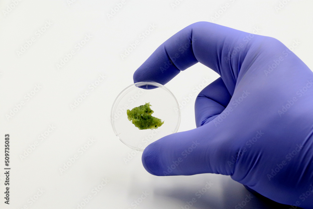 Piece of meat produced from vegetables in the laboratory. Concept of ...