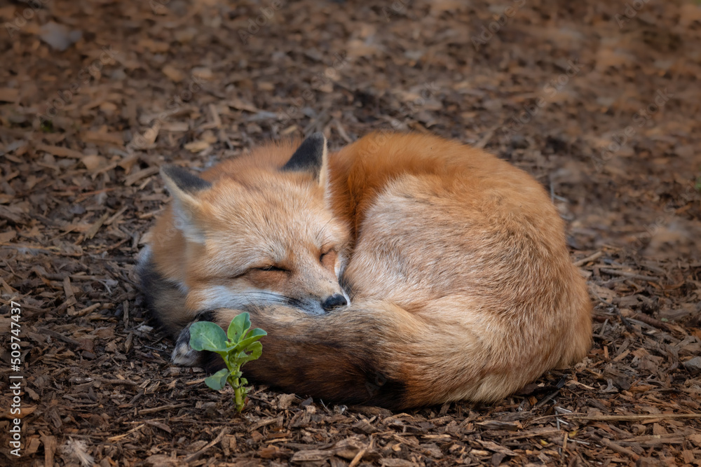 Sleeping fox Stock Photo | Adobe Stock