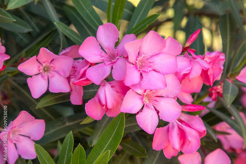 The oleander (Nerium oleander) is an evergreen woody plant Stock Photo ...