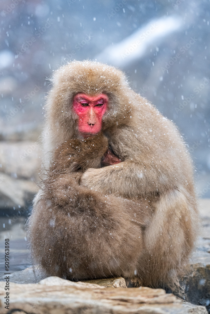 Snow monkey holding baby monkey (Japanese Macaque) in a snowstrom ...