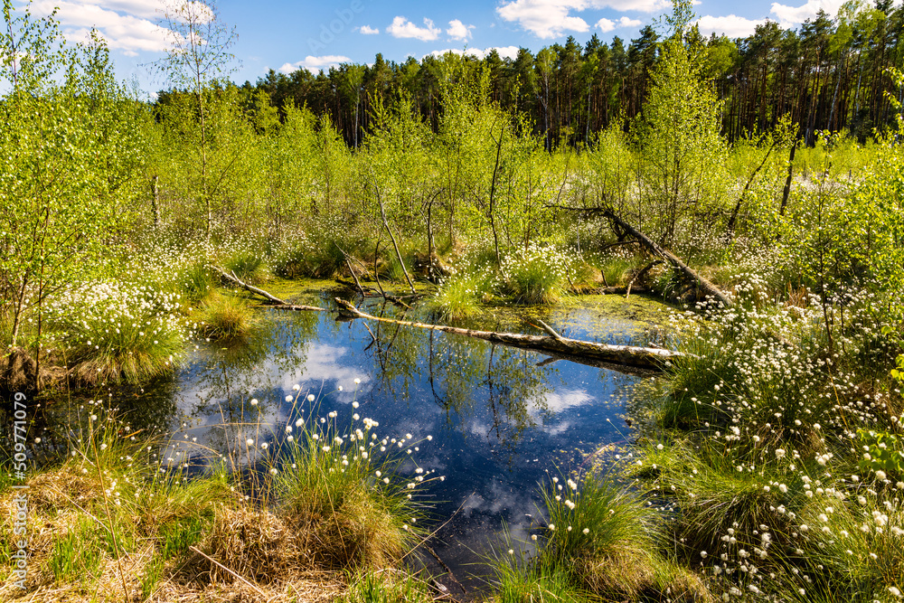 Long Swamp Dlugie Bagno wetland floodplain with late spring reach and ...
