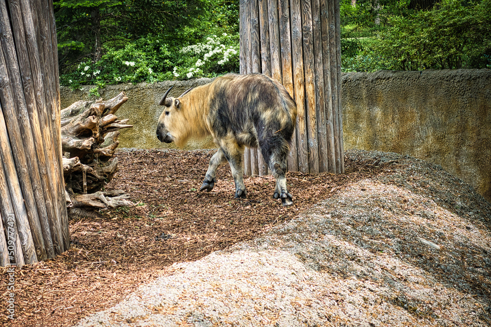 gold yak, (bos mutus) with beautiful fur and horns. Species of cattle ...