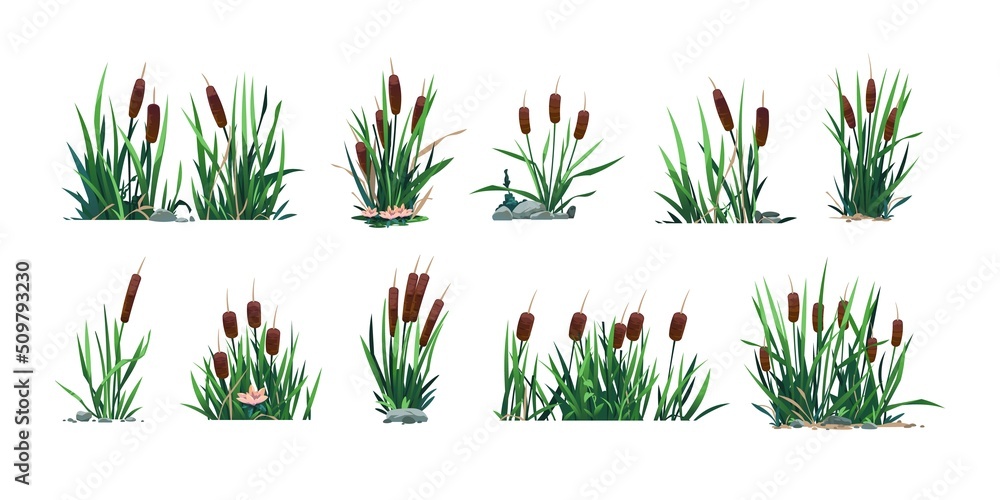 Pond reed. Cartoon green swamp and river plant, water weed with foliage ...