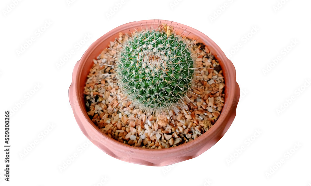 Small green cantus tree planted in a pot on white background. Side view ...
