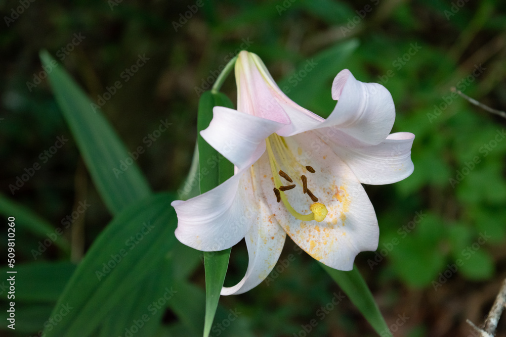 Pale pink flower of Lilium japonicum in the forest, a species of lily ...