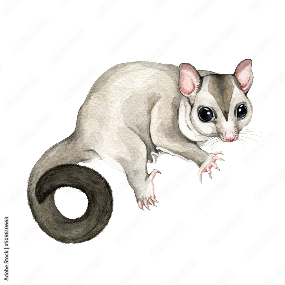 ภาพประกอบสต็อก Sugar glider possum watercolor illustration. Hand drawn ...