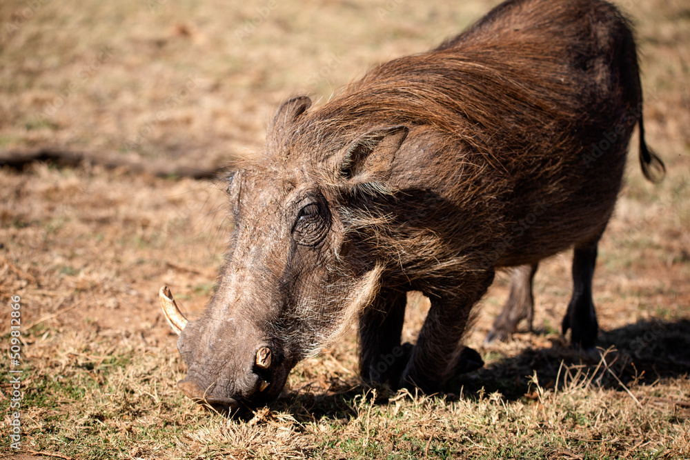 Foto de Beautiful photo of Pumbaa, the star warthog of safaris eating ...