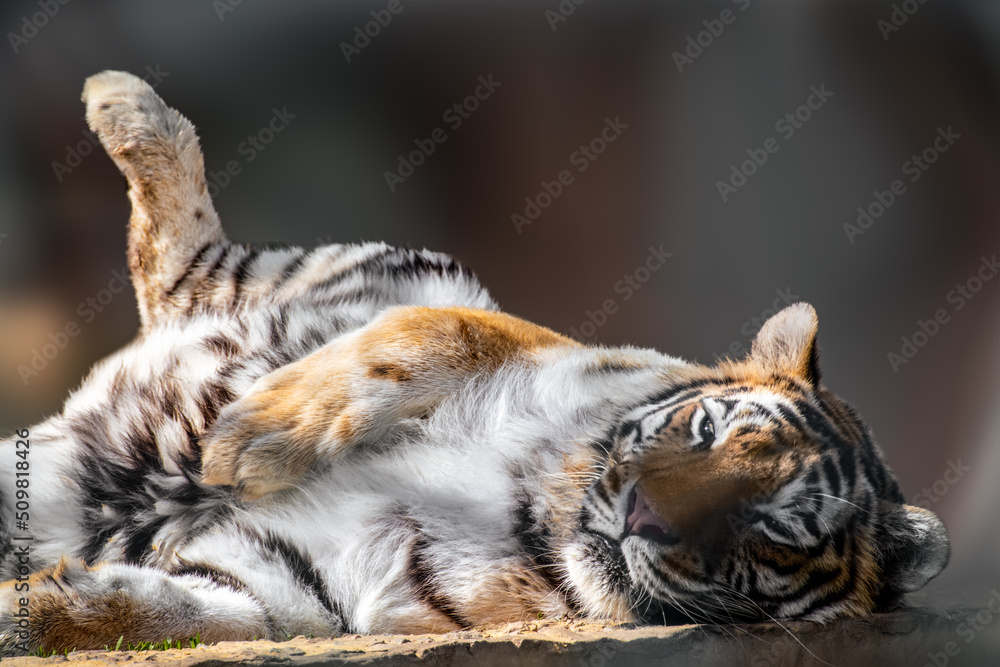 Tiger (Panthera tigris) with dark stripes on orange fur with a white ...
