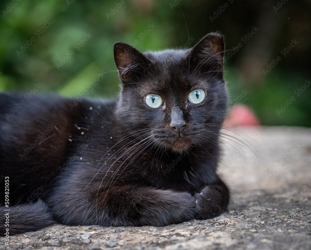 Some of the best cat photos taken over a couple of years ranging from ...