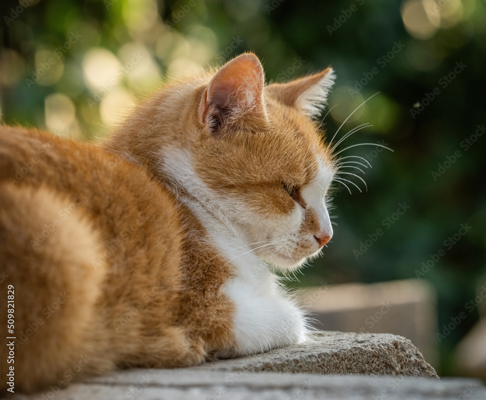 Here are my best cat photos taken over the last couple of years with ...