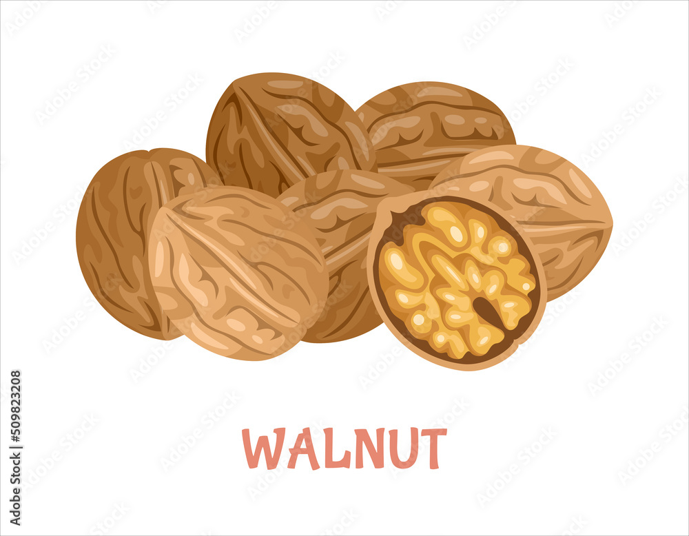 Pile of walnut. Peeled nuts and seeds isolated on white. Vector ...