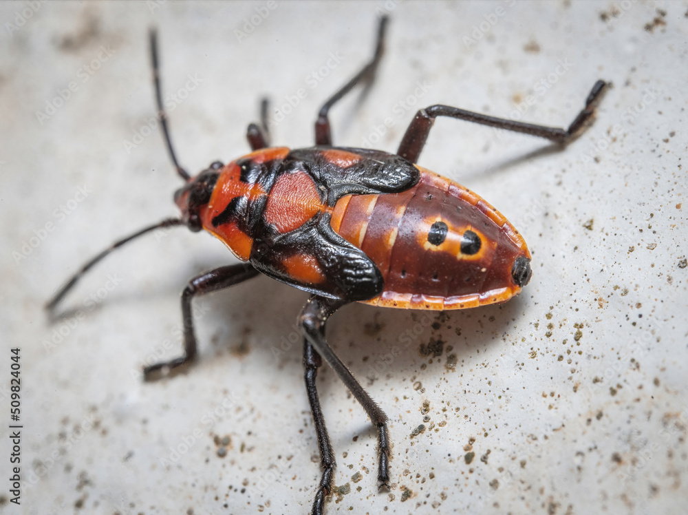 Here are quite a few examples of the photos i have taken of insects and ...