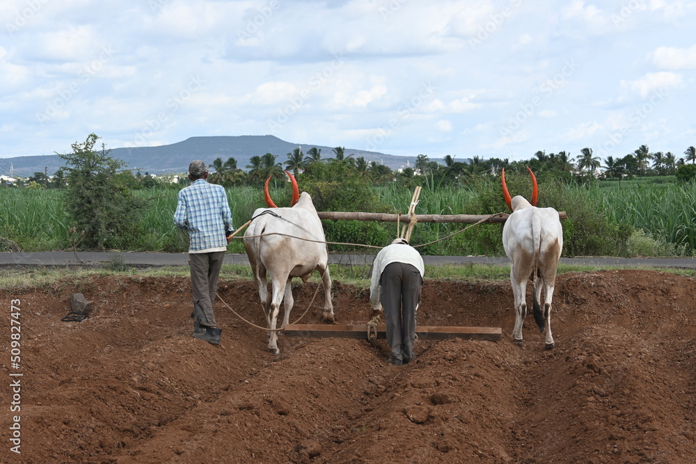 KINI, MAHARASHTRA, INDIA 10 JUNE 2022: Farmers are plowing fields in ...