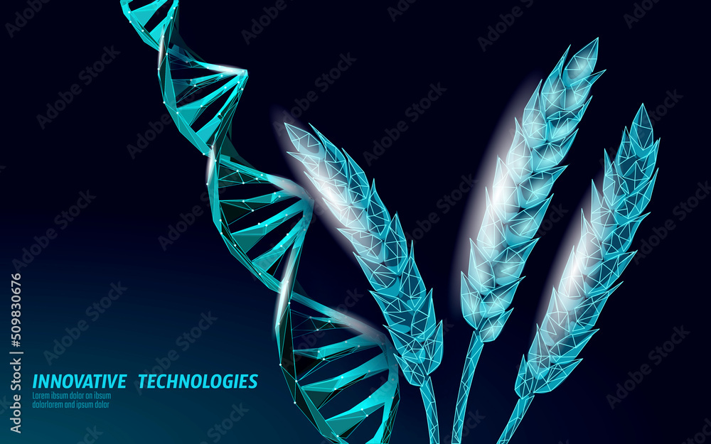 GMO wheat gene modified plant. Science chemistry biology genetics ...