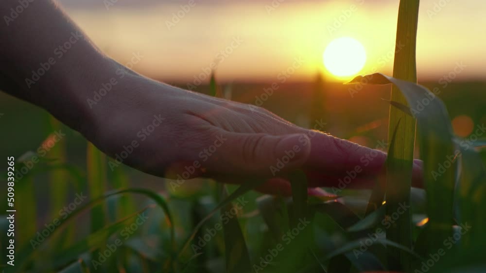 Farmer's hand touching wheat germ on plantation. Environmental ...