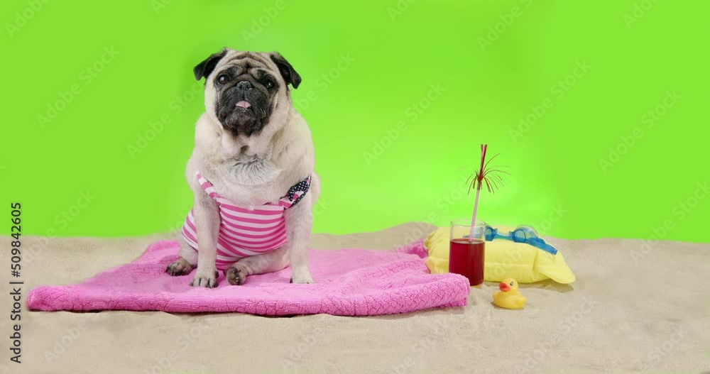 Funny, cute pug dog sitting on the sand beach near the sea on summer ...