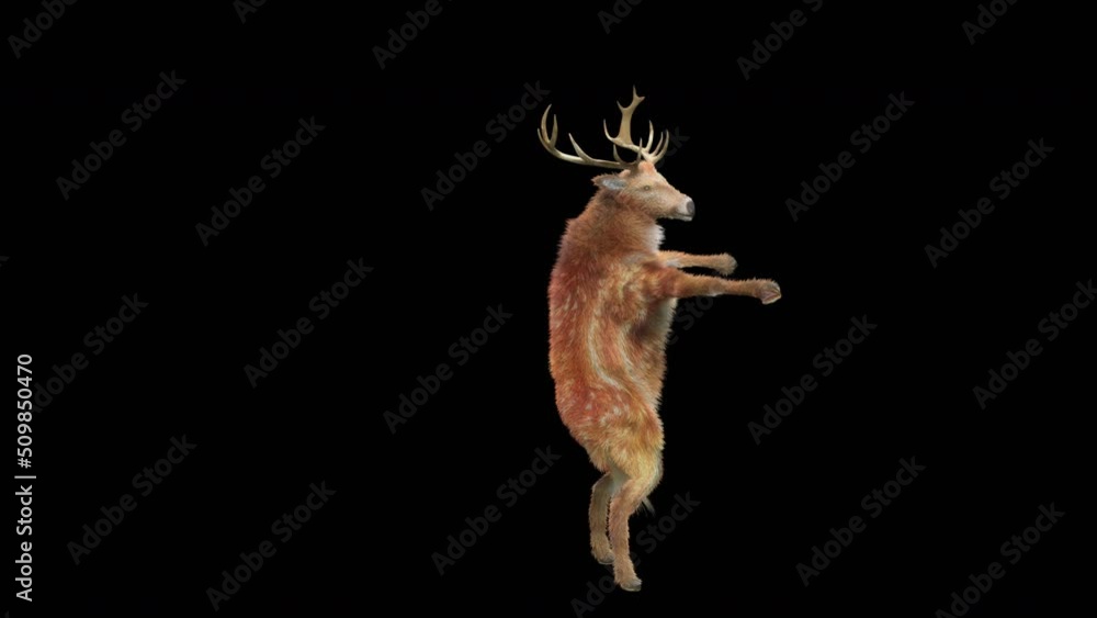 Deer Dancing CG fur 3d rendering animal realistic CGI VFX Animation ...