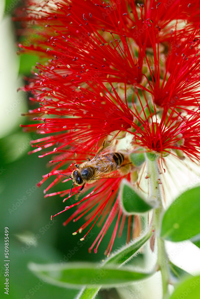 Macro photography of an insect in its natural habitat Stock Photo ...