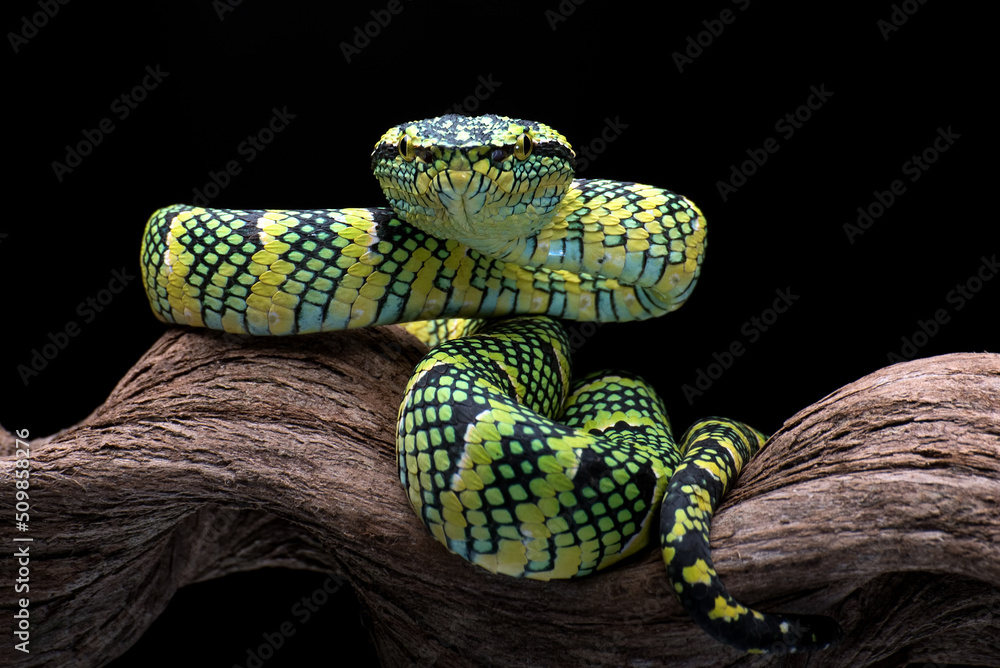 The Wagler's Pit Viper in black background Stock Photo | Adobe Stock