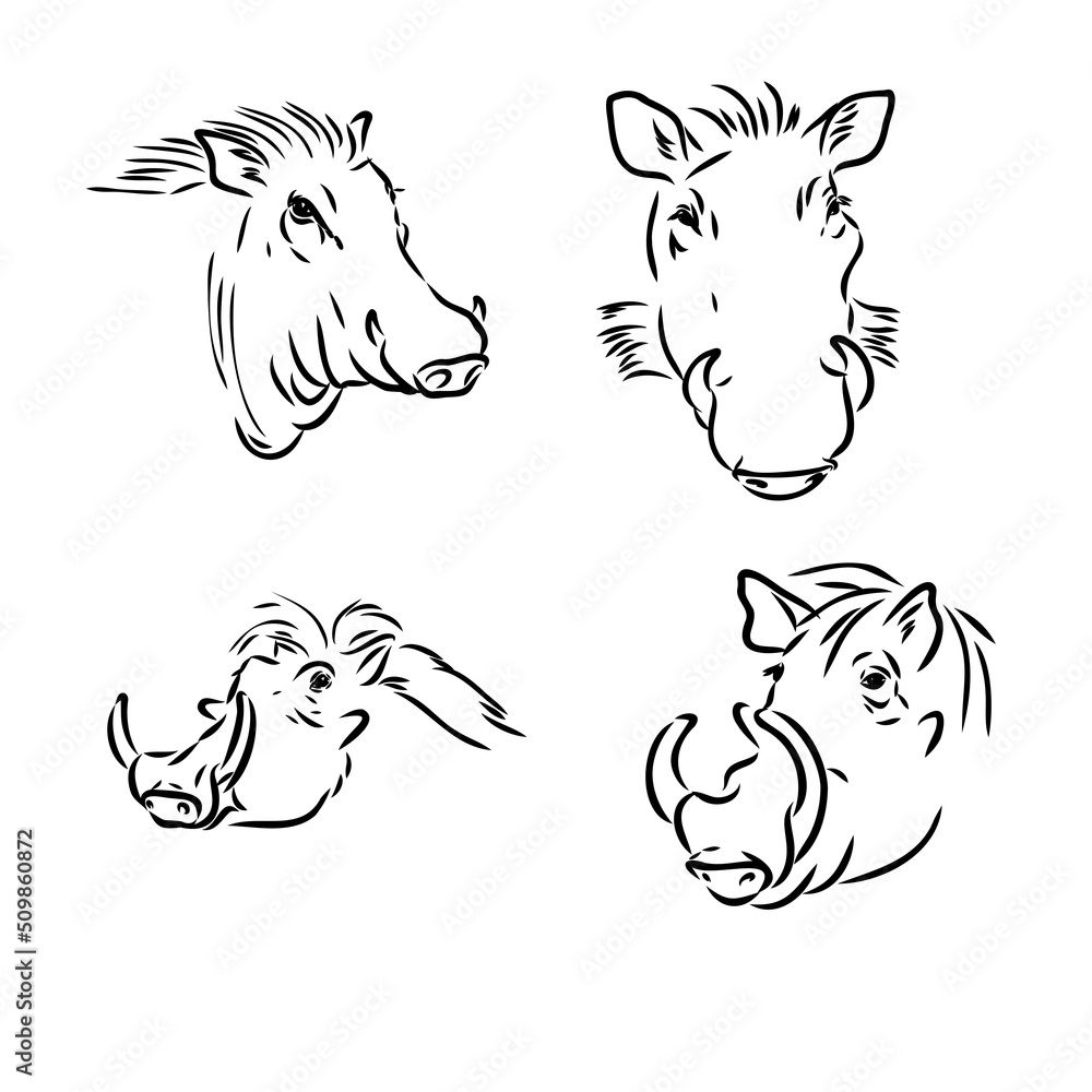 Black and white vector line drawing of a Warthog's face Stock Vector ...