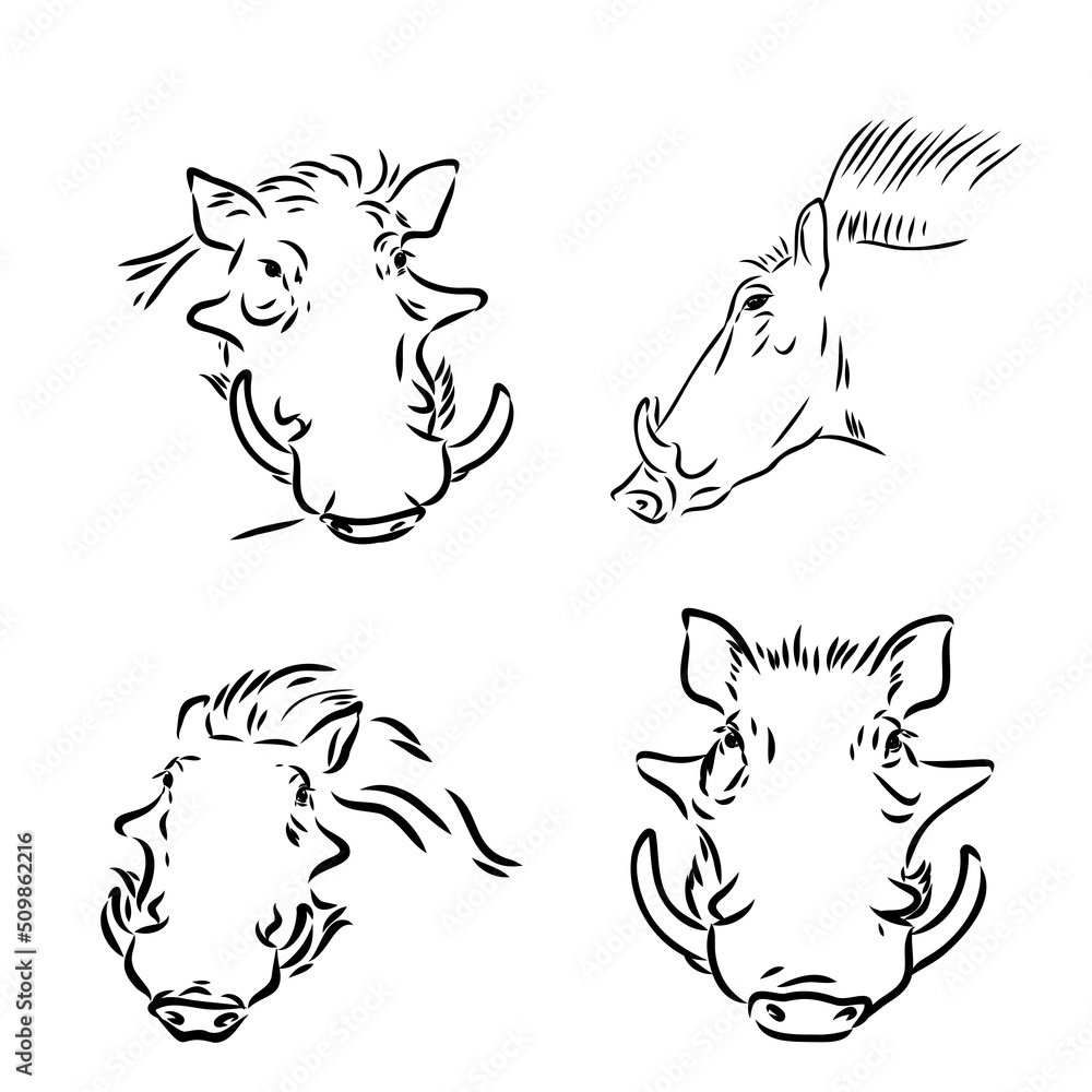 Black and white vector line drawing of a Warthog's face Stock Vector ...
