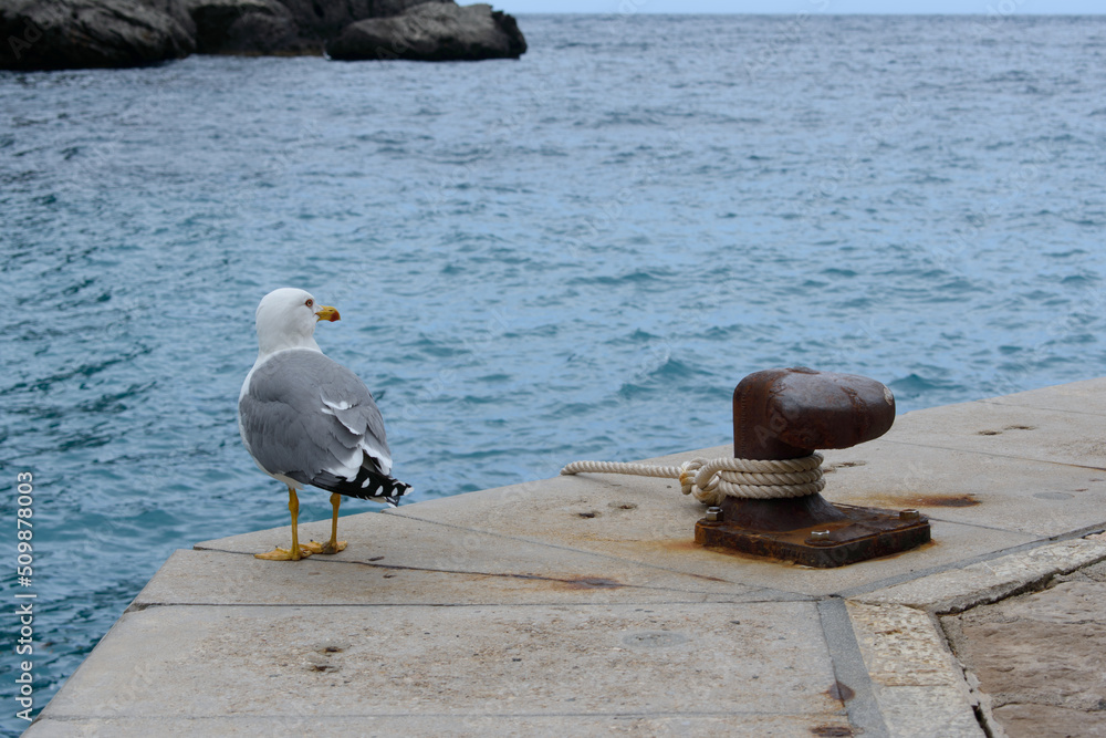 Adult yellow-legged gull with open beak standing on harbour wall next ...