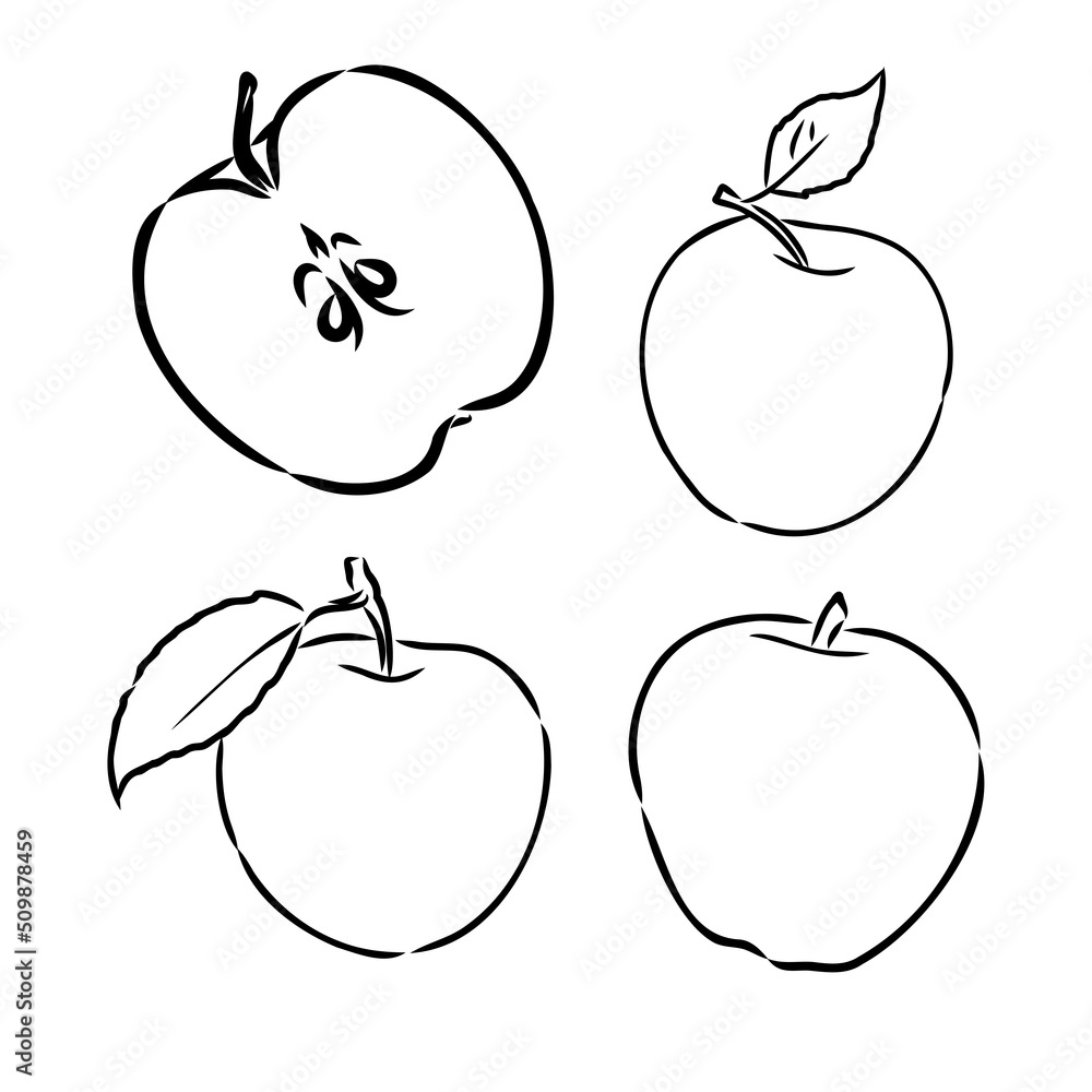 Apple fruit vector illustration. Engraved organic food hand drawn sketch engraving illustration ...