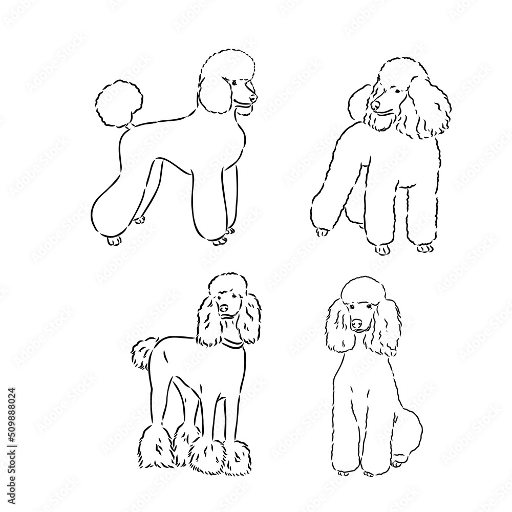 Poodle set. Collection of pedigree dogs. Black white illustration of a ...