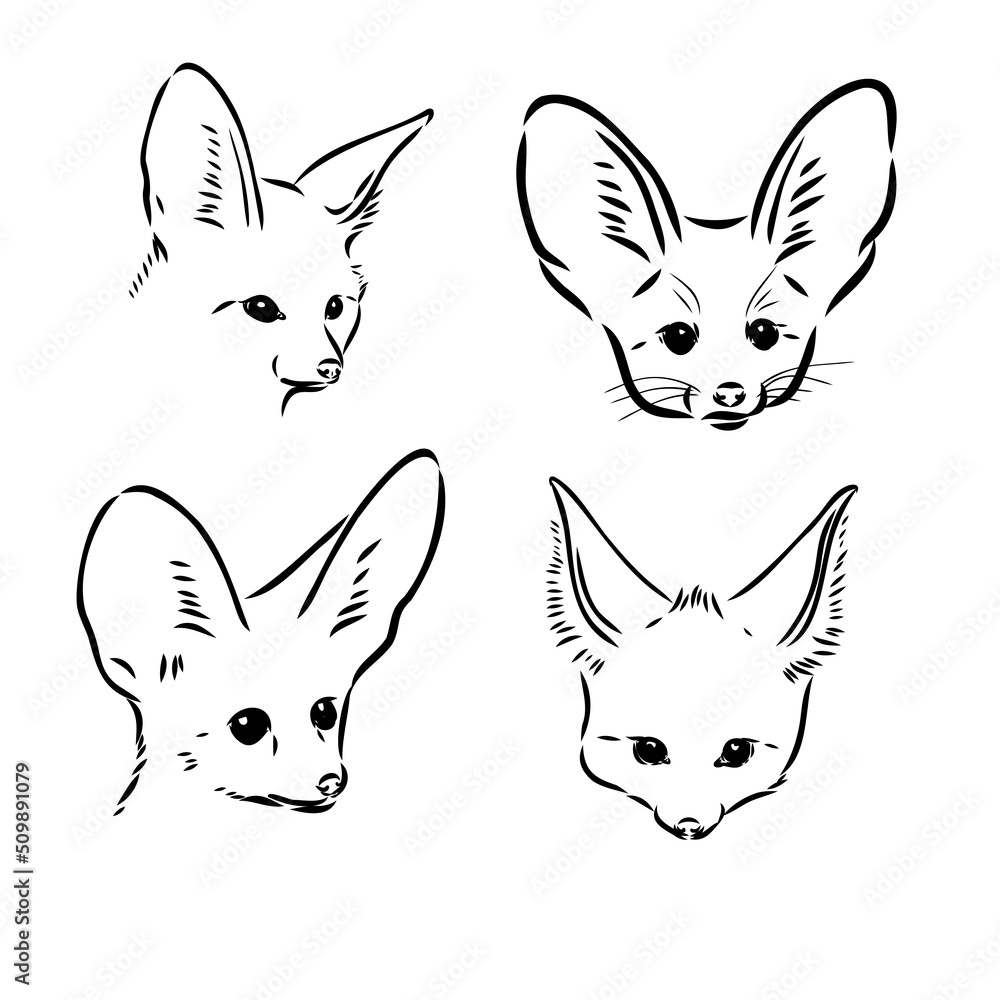 Vector illustration of a young fennec fox walking. fox fenek vector ...