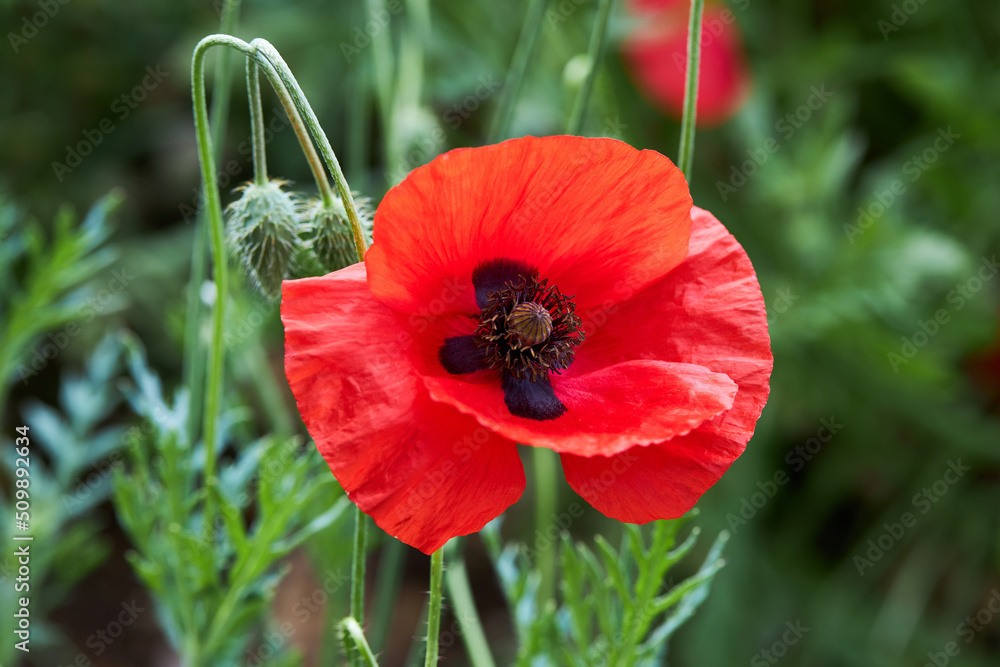 Blooming Poppy (Papaver rhoeas). It is also called poppy or corn rose ...