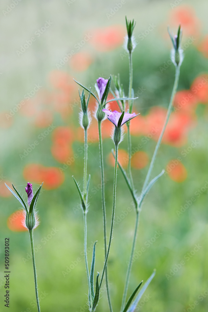 Corn cockle (Agrostemma githago) flowers. Caryophyllaceae annual plant ...