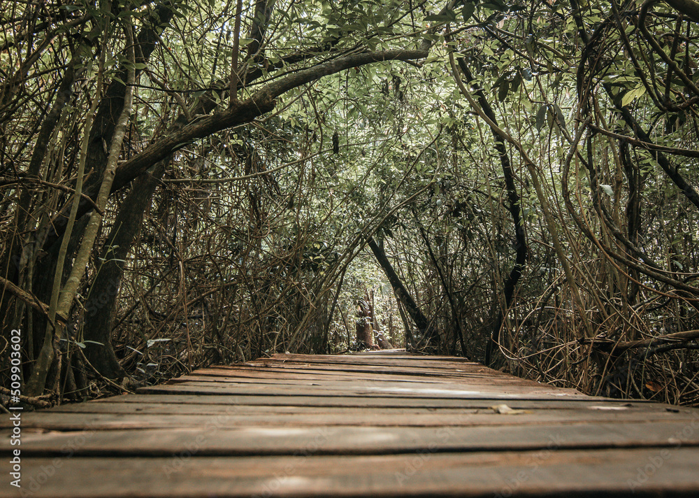 Wood trail into the mangrove forest on a sunny day in sian Kaan ...