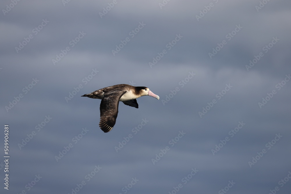 Short-tailed albatross (Diomedea albatrus) in Japan Stock Photo | Adobe ...
