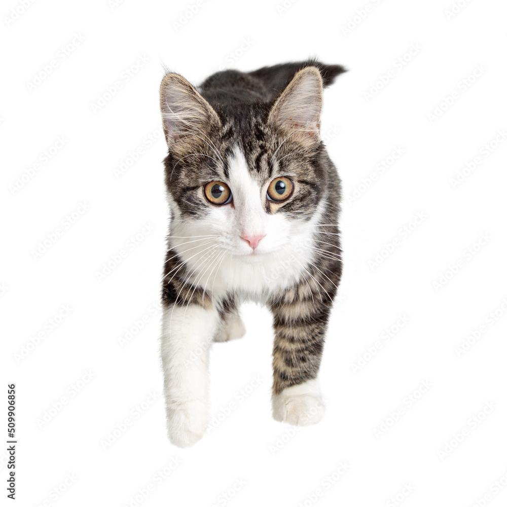 Tabby and White Cat Walking Forward Stock 写真 | Adobe Stock