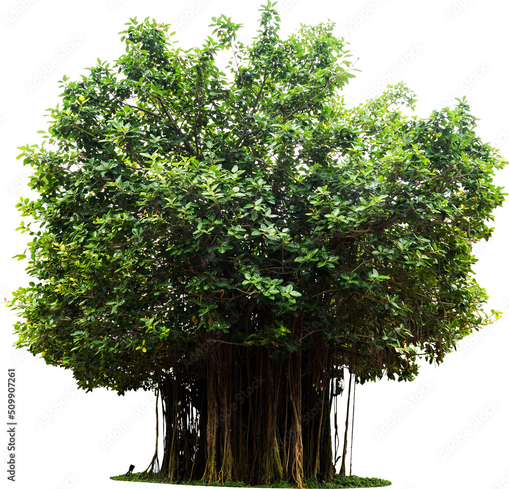 Photo Banyan Tree Isolated, sakdam | Posters, tableaux et papiers ...