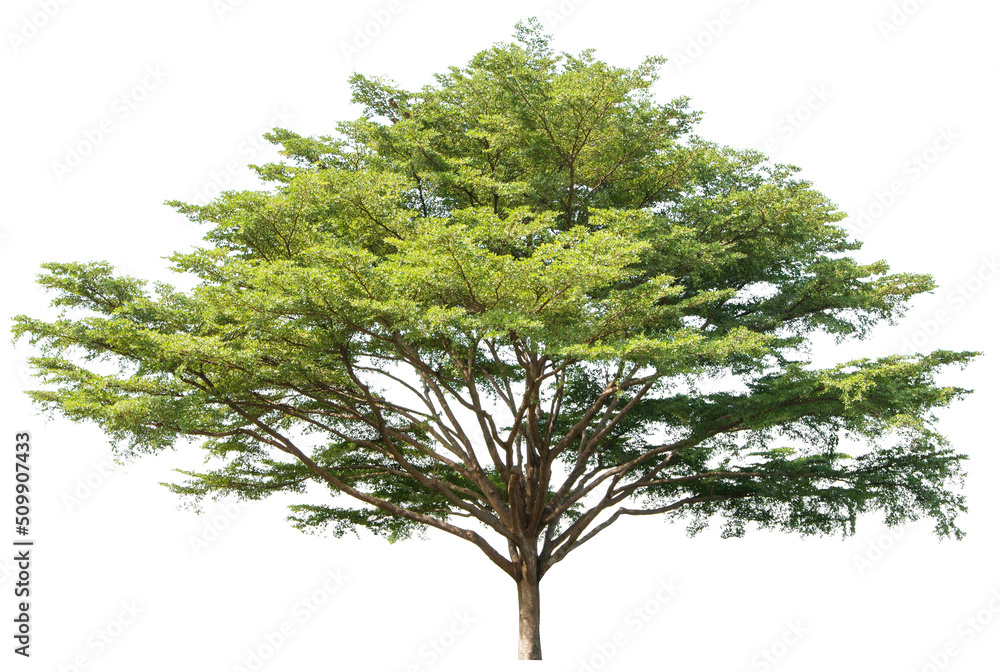 Terminalia Ivorensis Tree Isolated ภาพถ่ายสต็อก | Adobe Stock