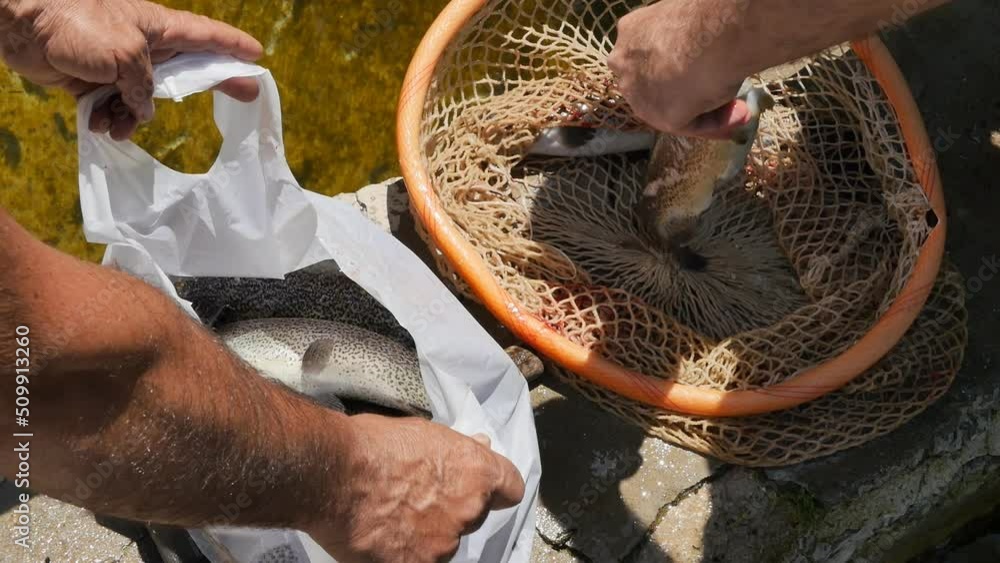 Top view: The hands of two men move fish from a net into a plastic bag ...