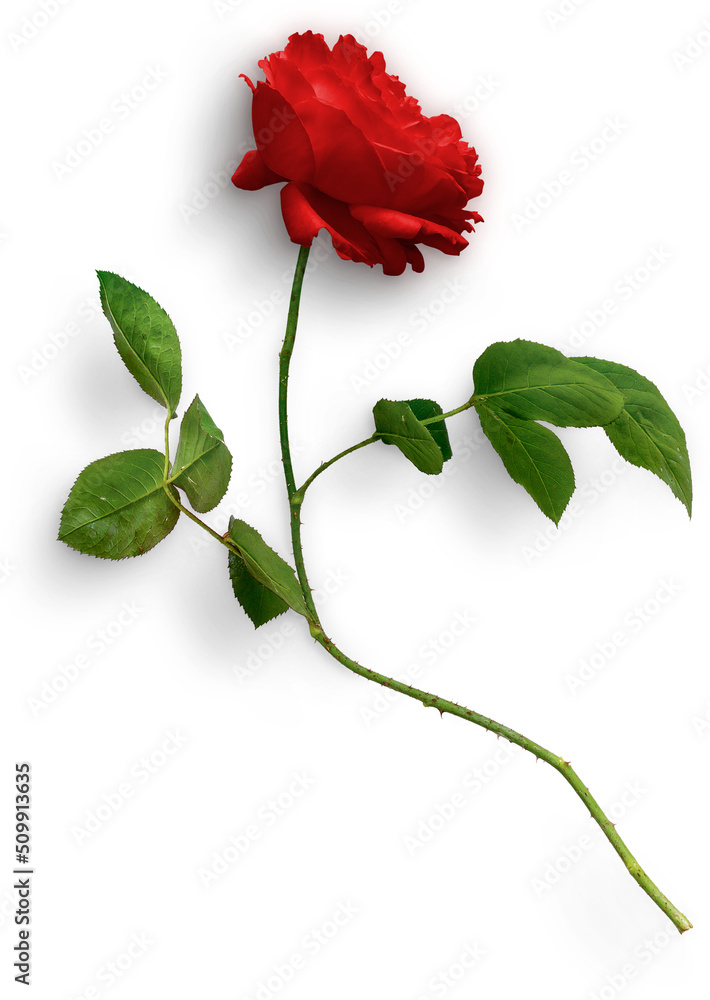 Rose with Stem Red Stock Photo | Adobe Stock