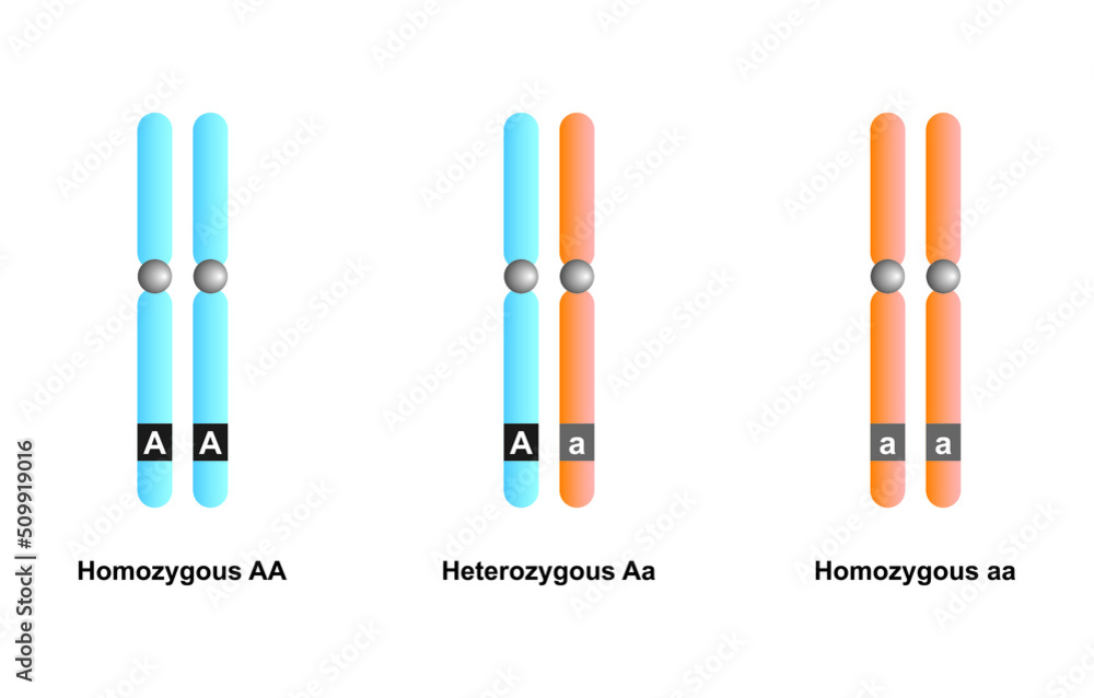 Scientific Designing of Homozyogous And Heterozygous Chromosomes ...