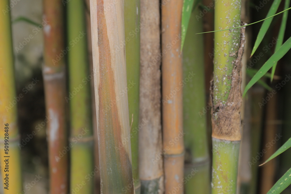 dry bamboo texture with a large size that in bamboo forest. details of ...