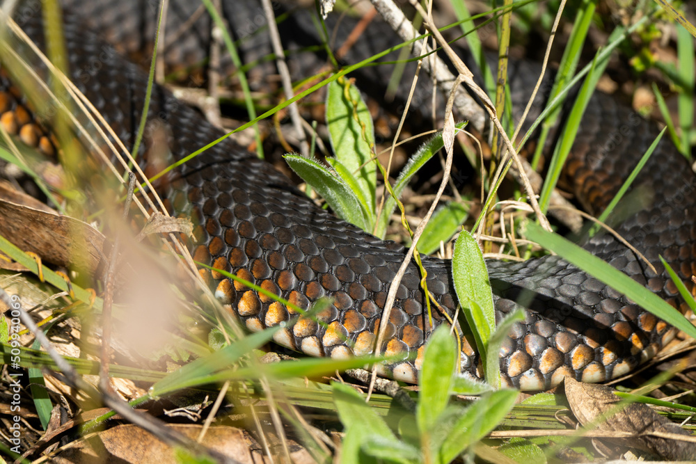 tiger snake in the australian bush warming up in the sun in tasmania ...