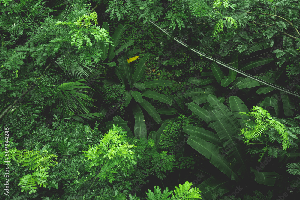 Earth Day eco concept with tropical forest nature scene background ...