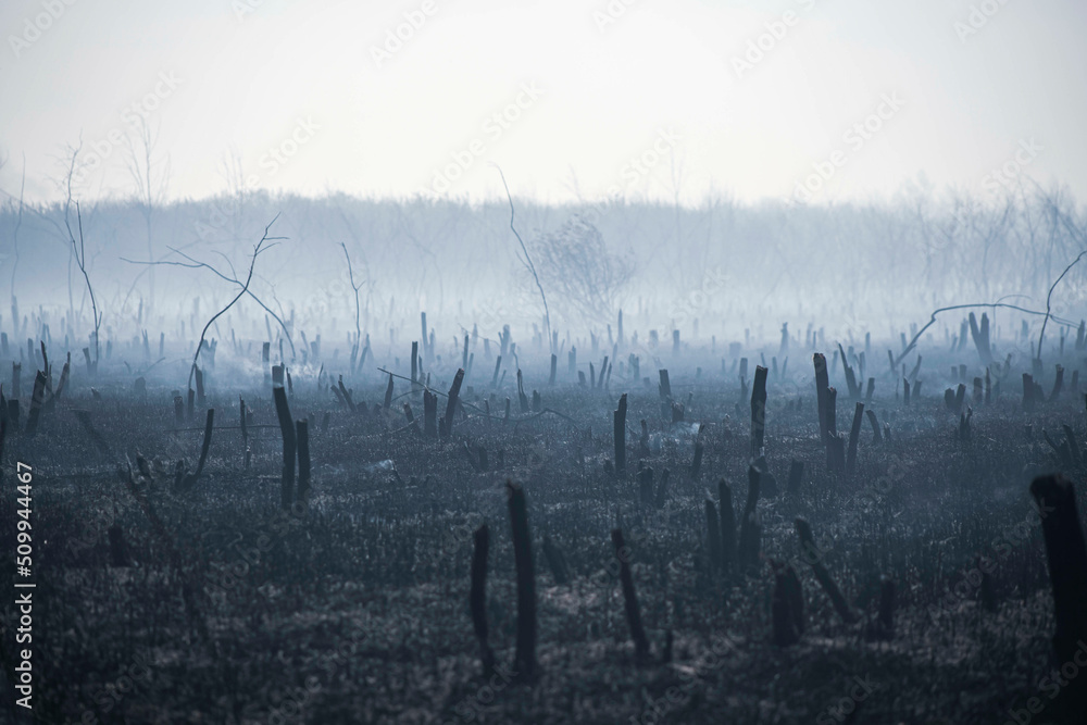 a raging fire in the garden, the remains of burnt fruit trees in the ...