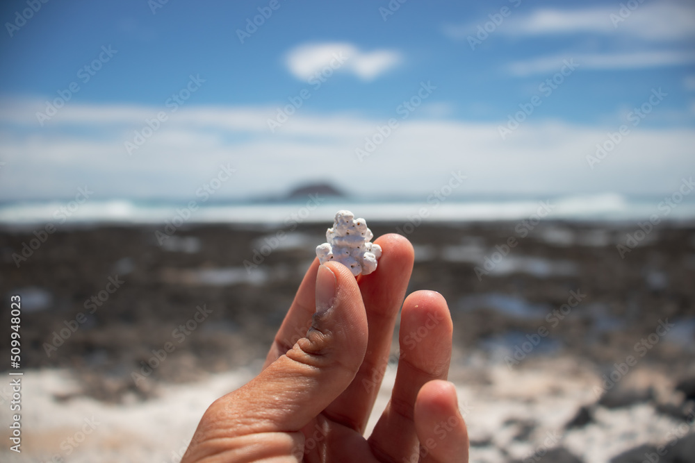 Detail of a white rhodolith that resembles popcorn. Dead red algae that ...