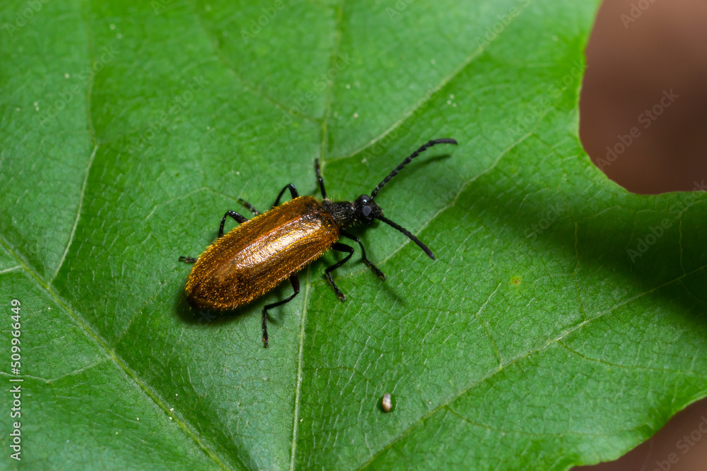 Lagria hirta beetle. A hairy beetle in the family Tenebrionidae, said ...