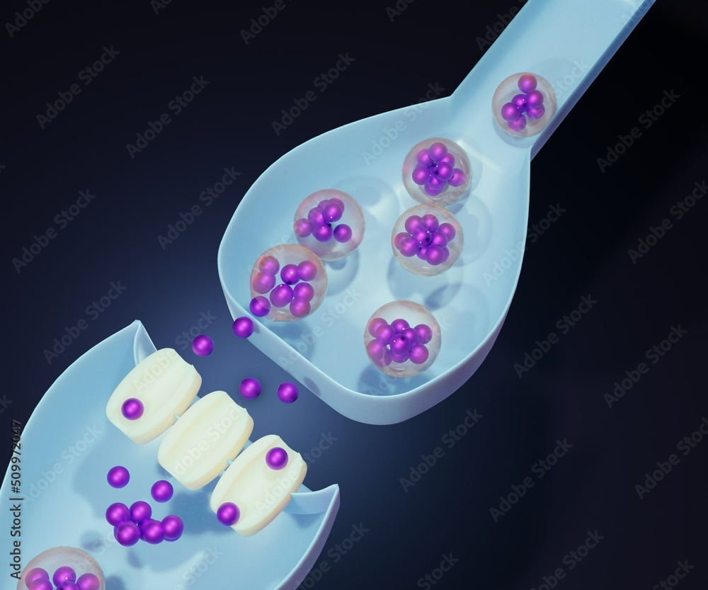 Mechanisms and regulation of dopamine release in the neuron brain cell ...
